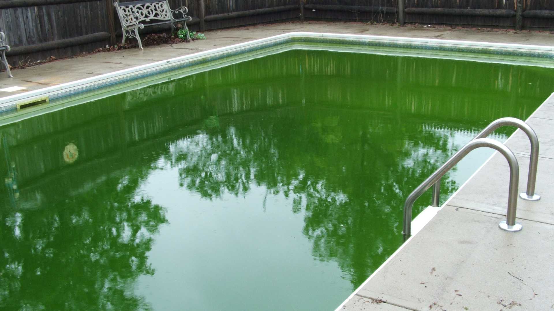 Pool Algae Cleaning Service | Marin Pool Service